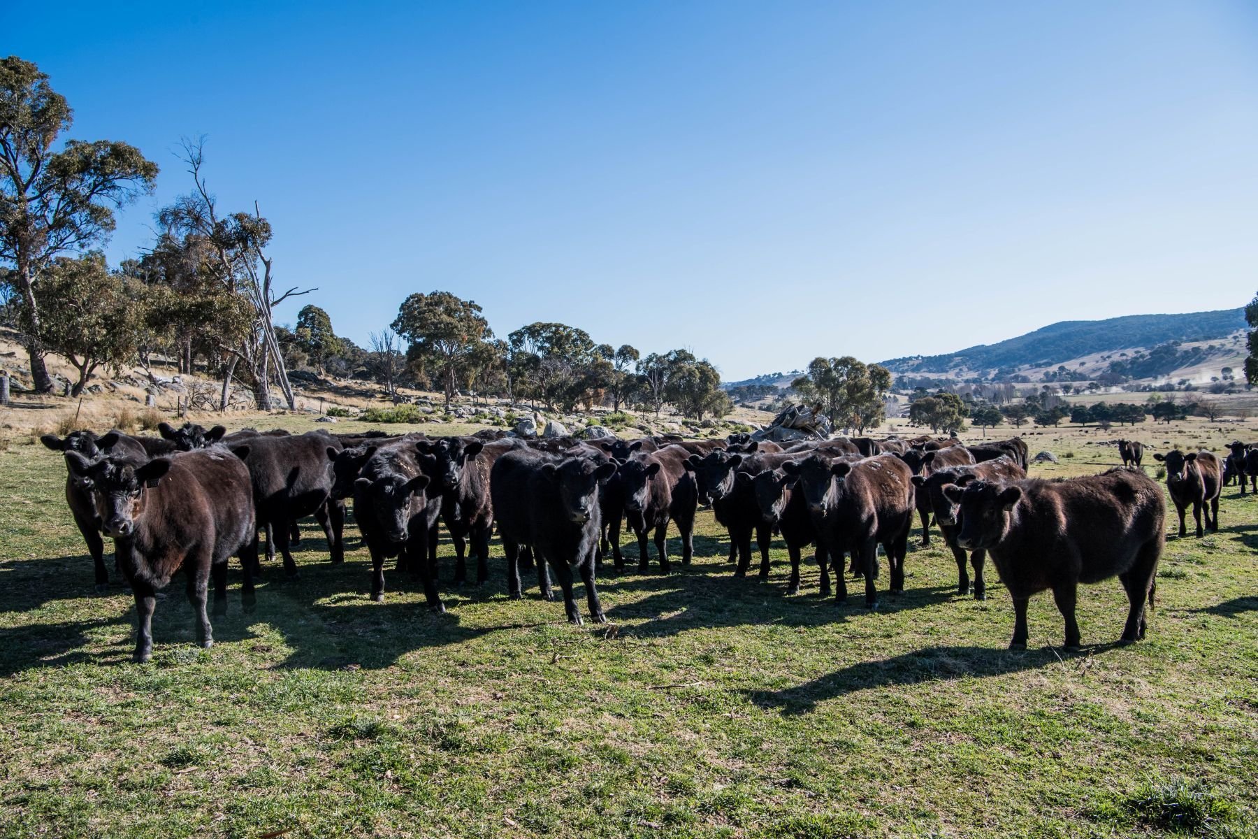 MarketPulse | Angus Brown