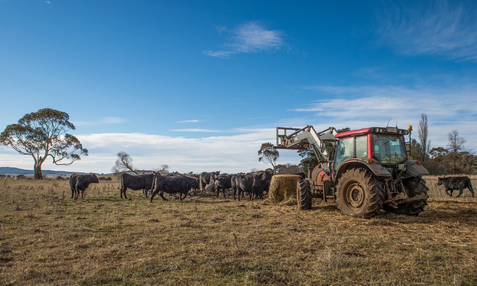 Farmer confidence rebounds on recent rainfall