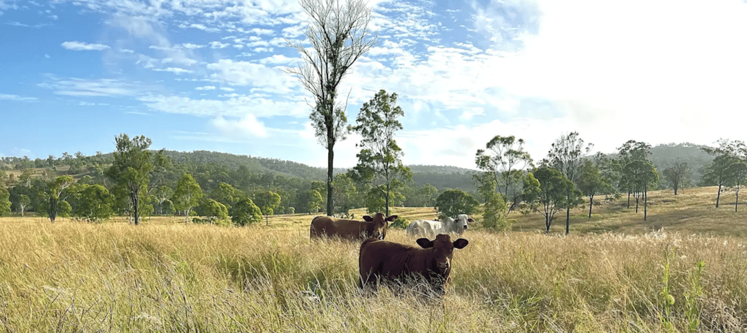 Australia’s biggest sheep station sold in massive deal-UK buyers make ...