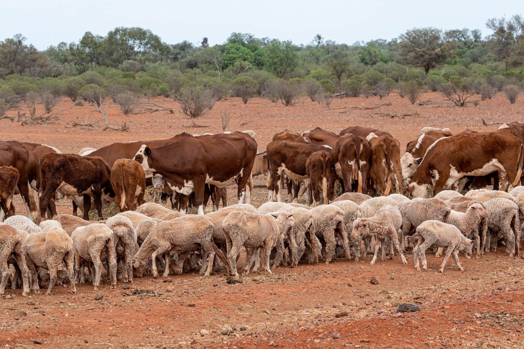 'This is really scary': farmers battle historic drought