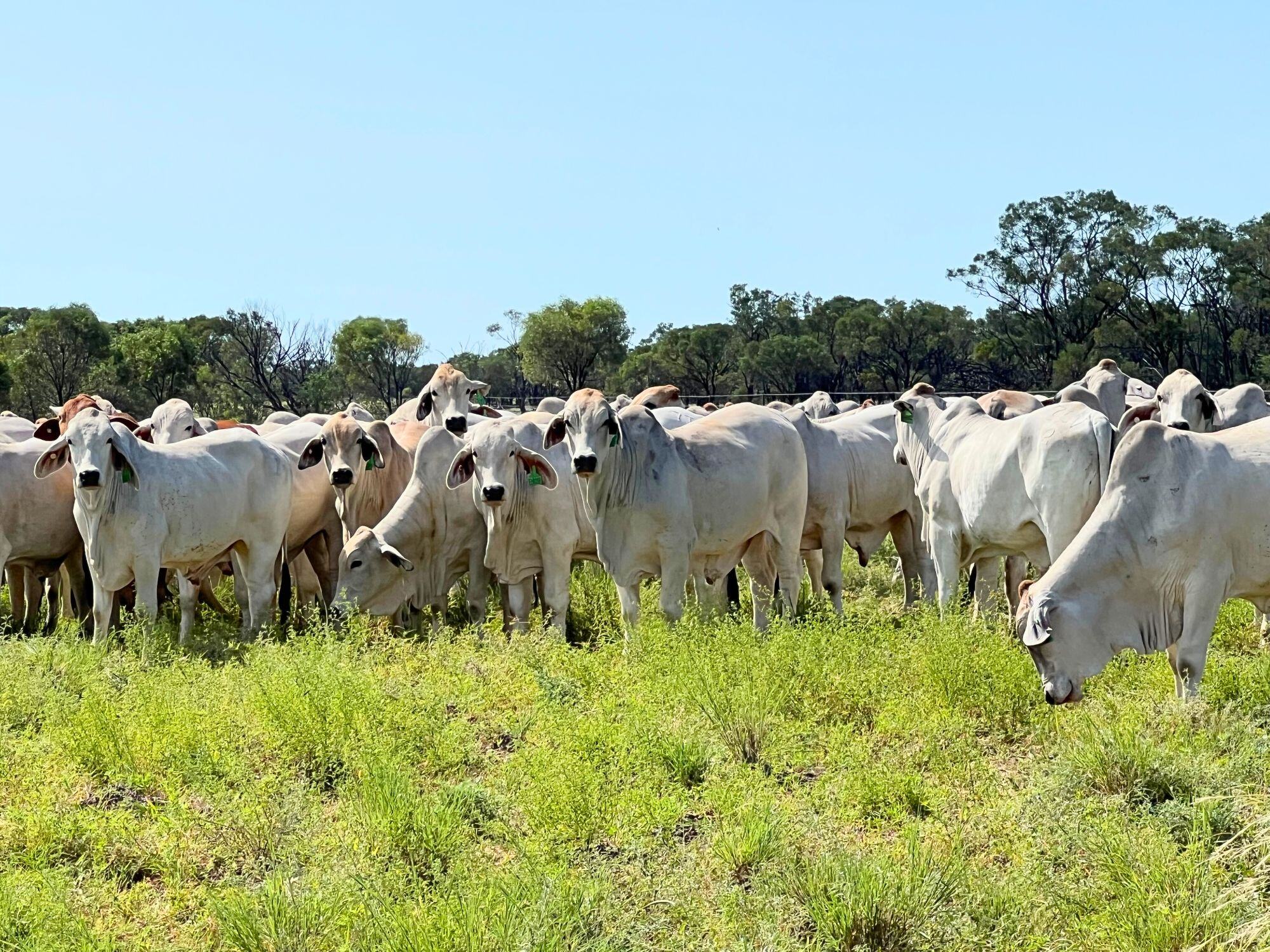 Swiss Australian Farm Holdings lists 170,000ha in Queensland