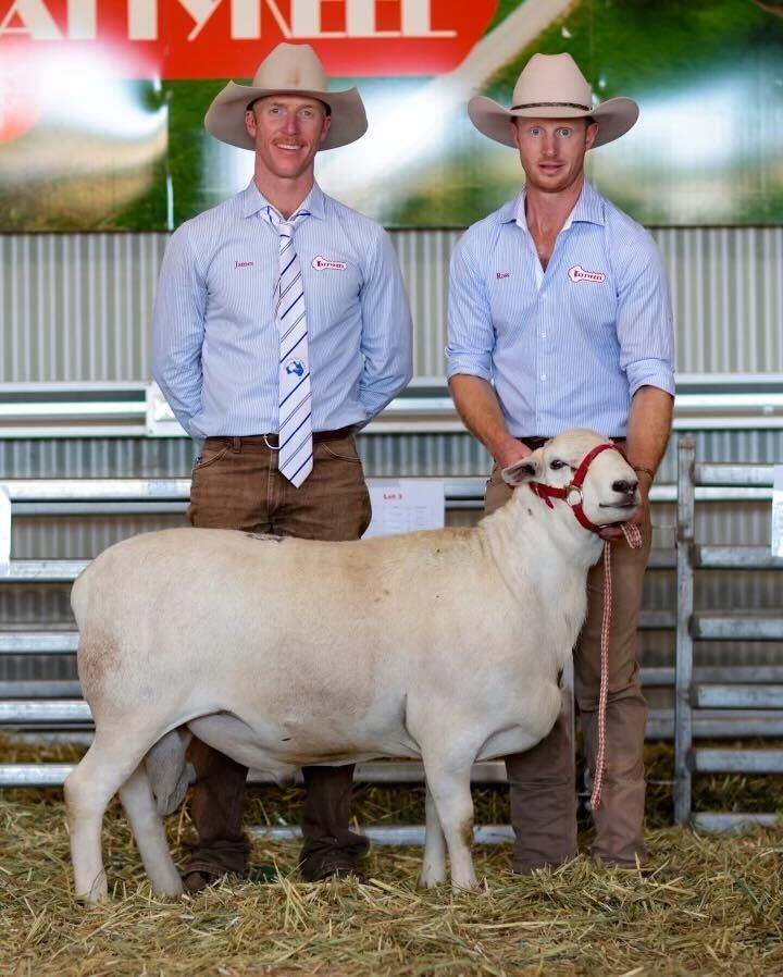 Tattykeel unlocks top price of $17,000