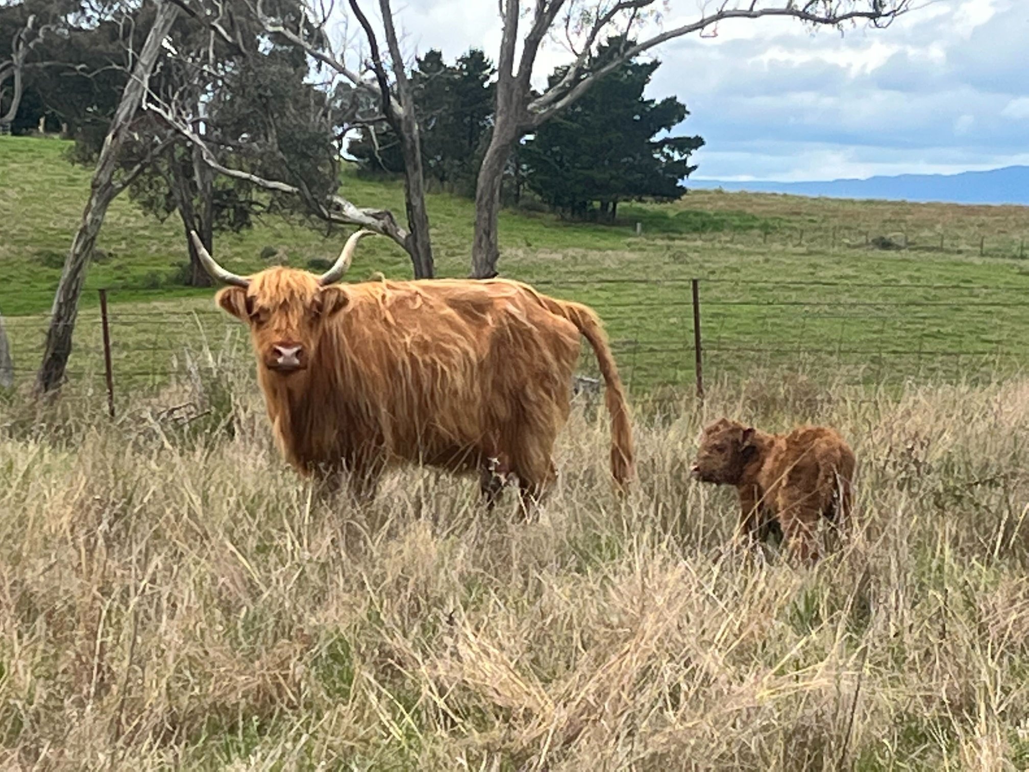 How a Christmas gift sparked a Scottish Highland Cattle empire