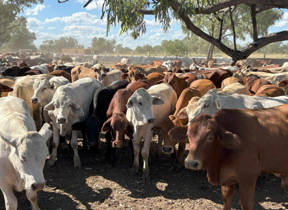 Family secures major expansion, Millungera station hits the market and ...