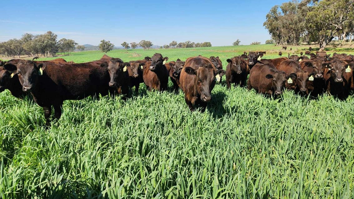 Property round-up: Gunn Agri Partners and Go.Farm make rural real ...