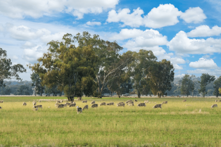 Rural property wrap: see the new average price per hectare in your state
