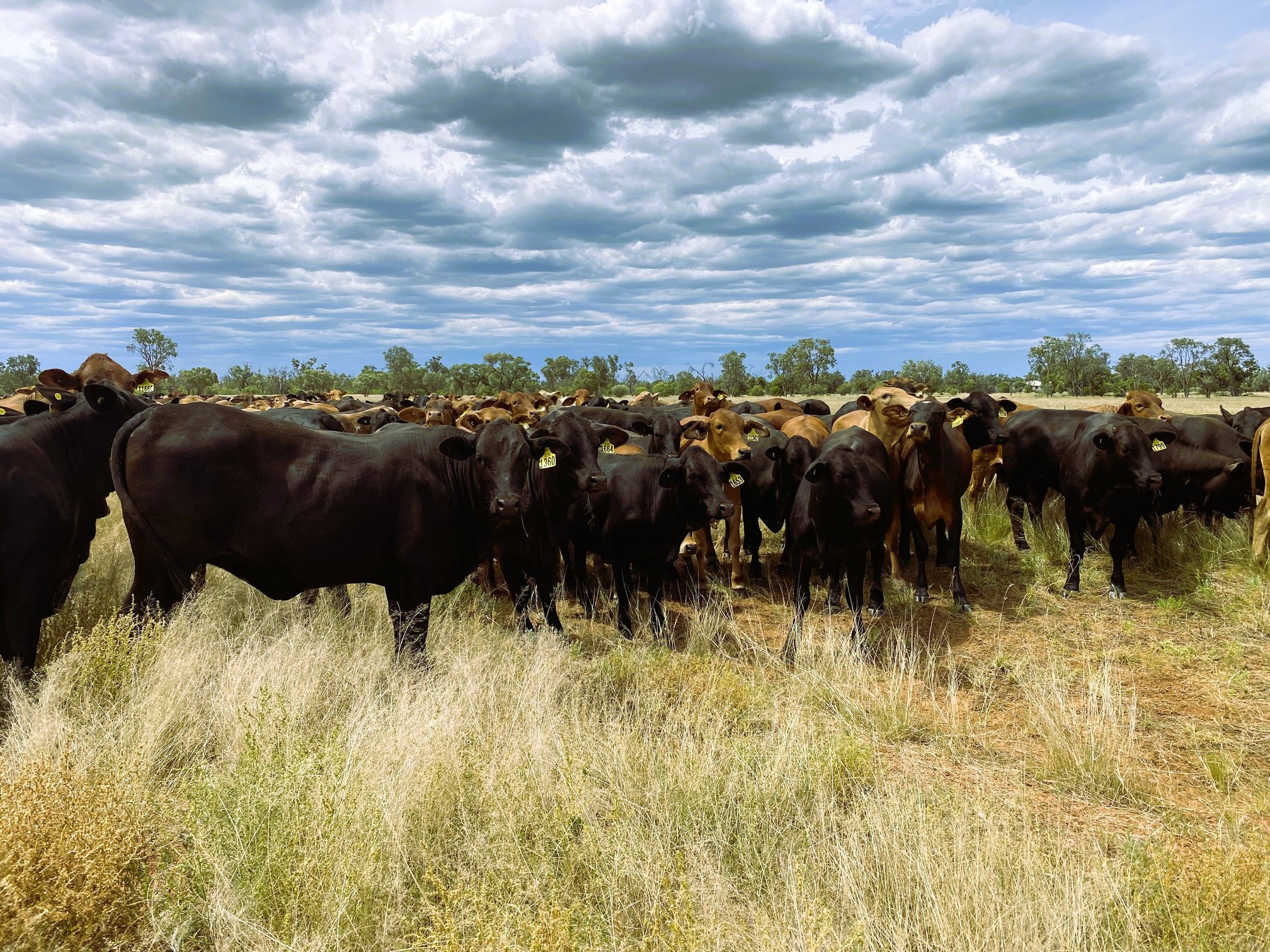 SLM Partners lists institutional-scale regenerative grazing portfolio ...