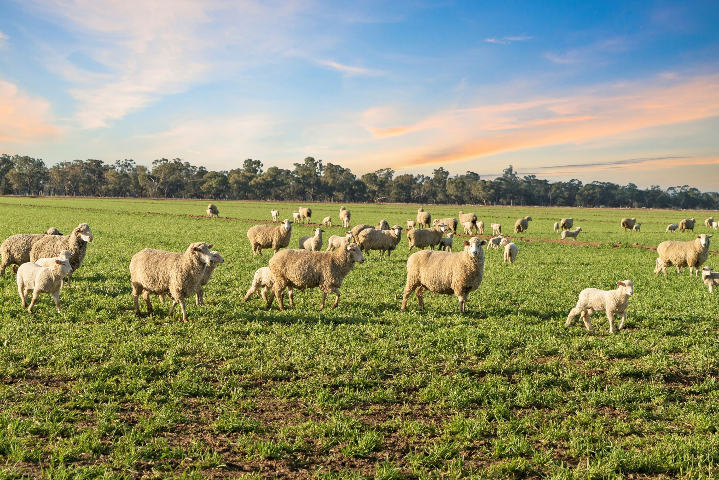 A father’s dream, a family’s legacy: Tuppal Station goes to market