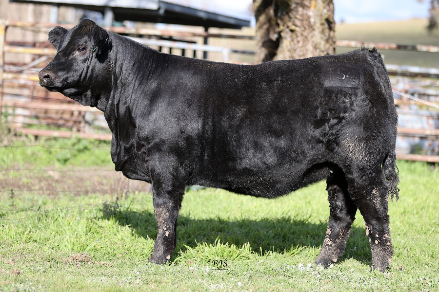 Stud cattle sale results: September 14 to 20