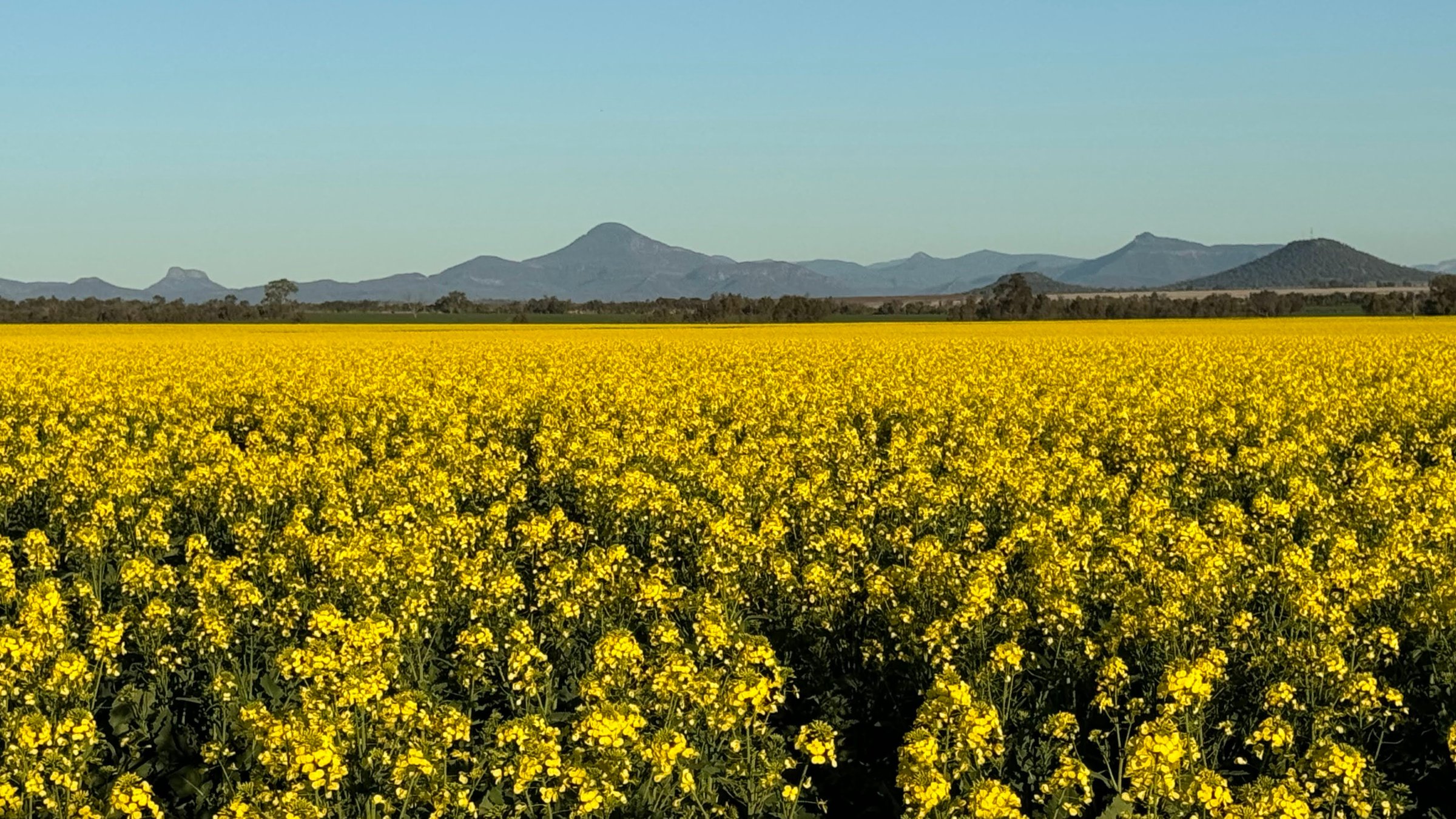 Family secures major expansion, Millungera station hits the market and ...