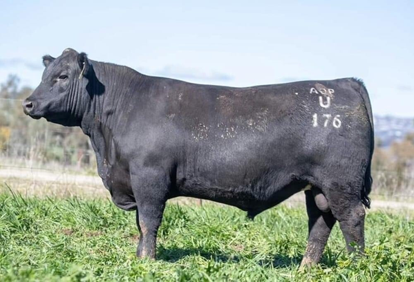 Which bulls are on top of the spring stud sale leaderboard?