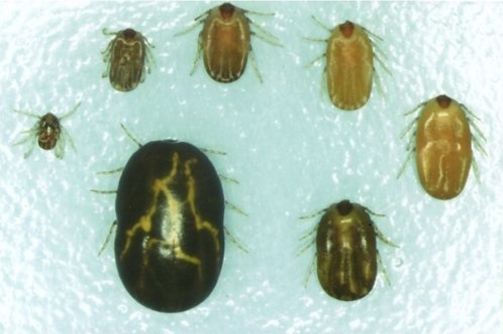 Tick outbreaks emerging inside Queensland’s ‘clean’ cattle zone: what ...