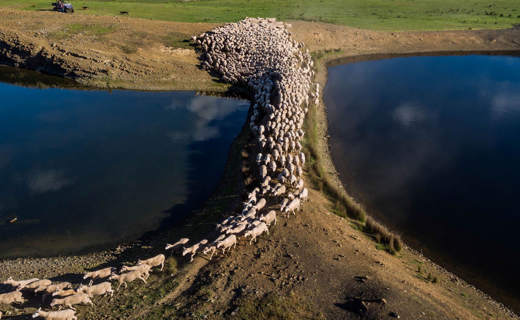 Weekly Sheep & Lamb Market Report