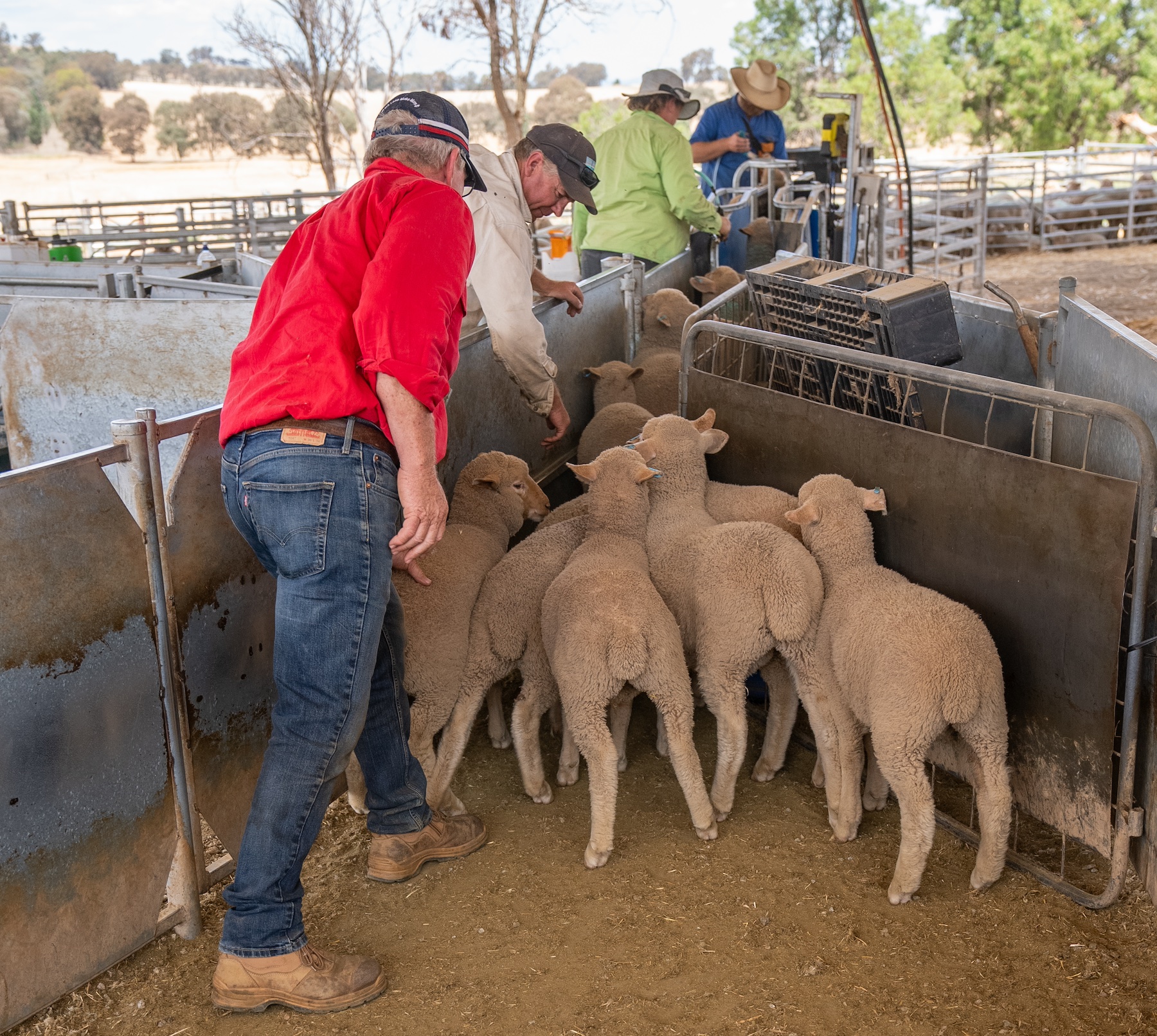 What you need to know about NSW sheep and goat mandatory transition to eID