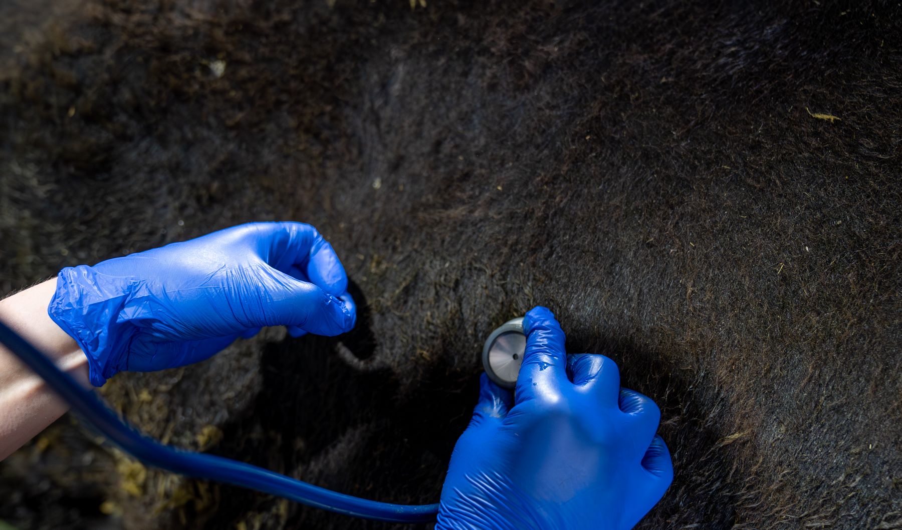 Anthrax kills cow at second VIC farm