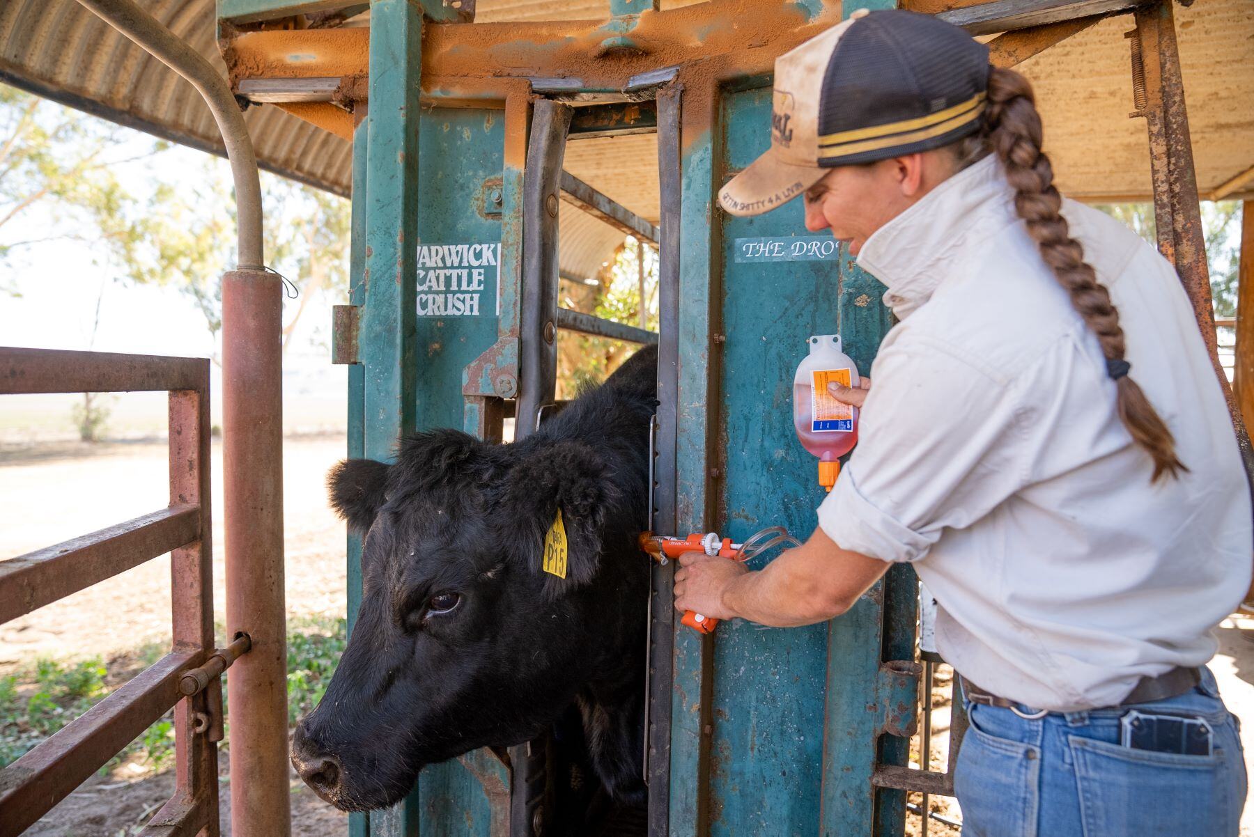 Low stress stock handling keeps all 'in safe hands'