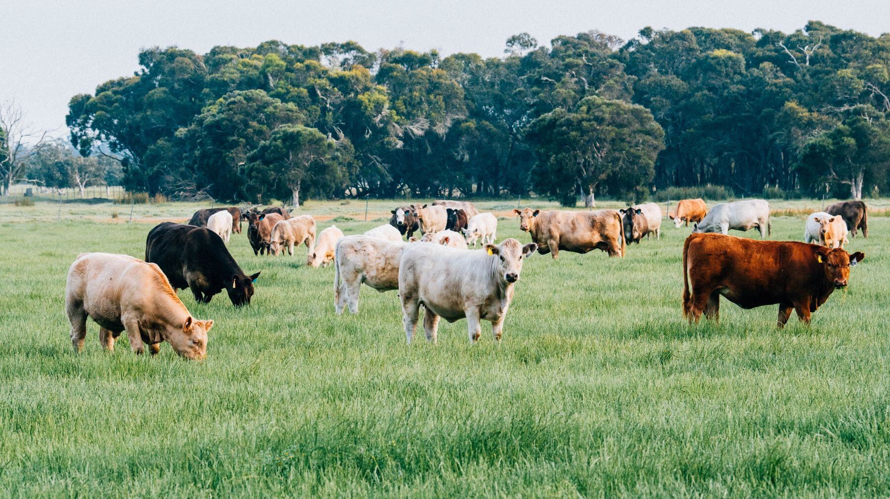 Weekly Cattle Market Report