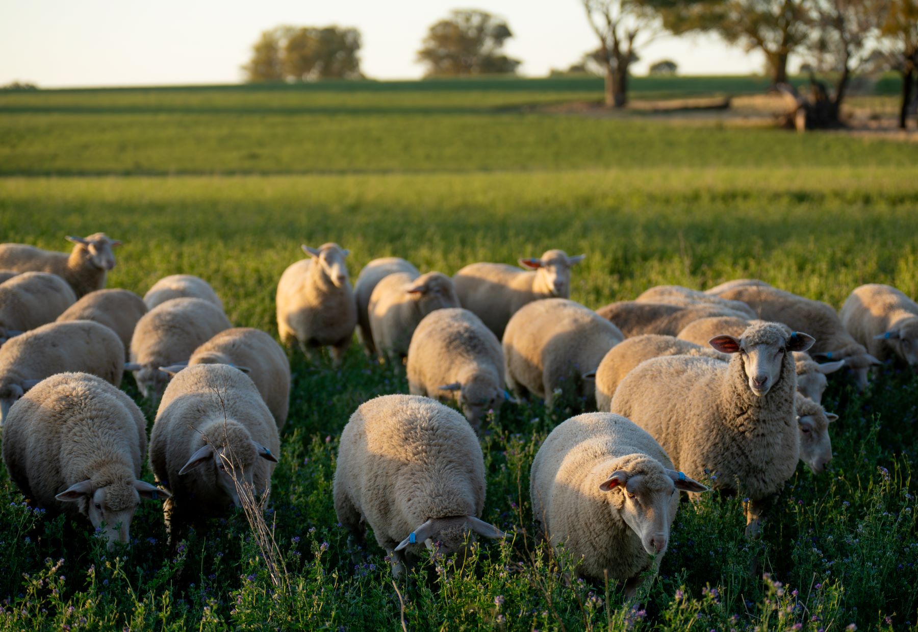 Quarterly national lamb slaughter highest on record – while cattle and ...