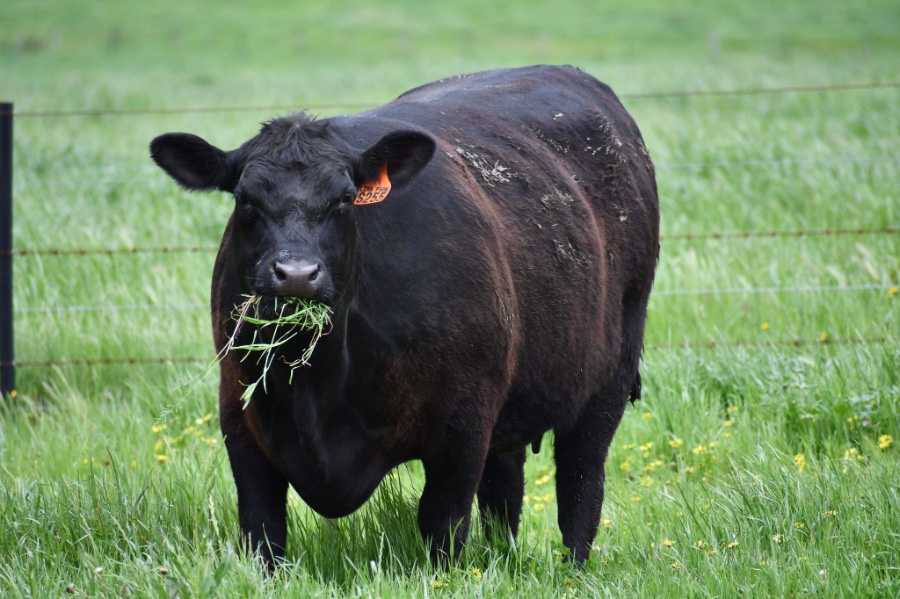 AuctionsPlus integrates with the Greenham NEVER EVER beef program