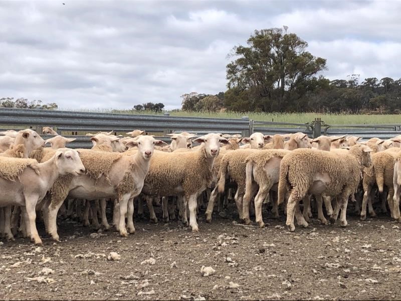 Maternal Ewes Sell to Strong Demand in the West