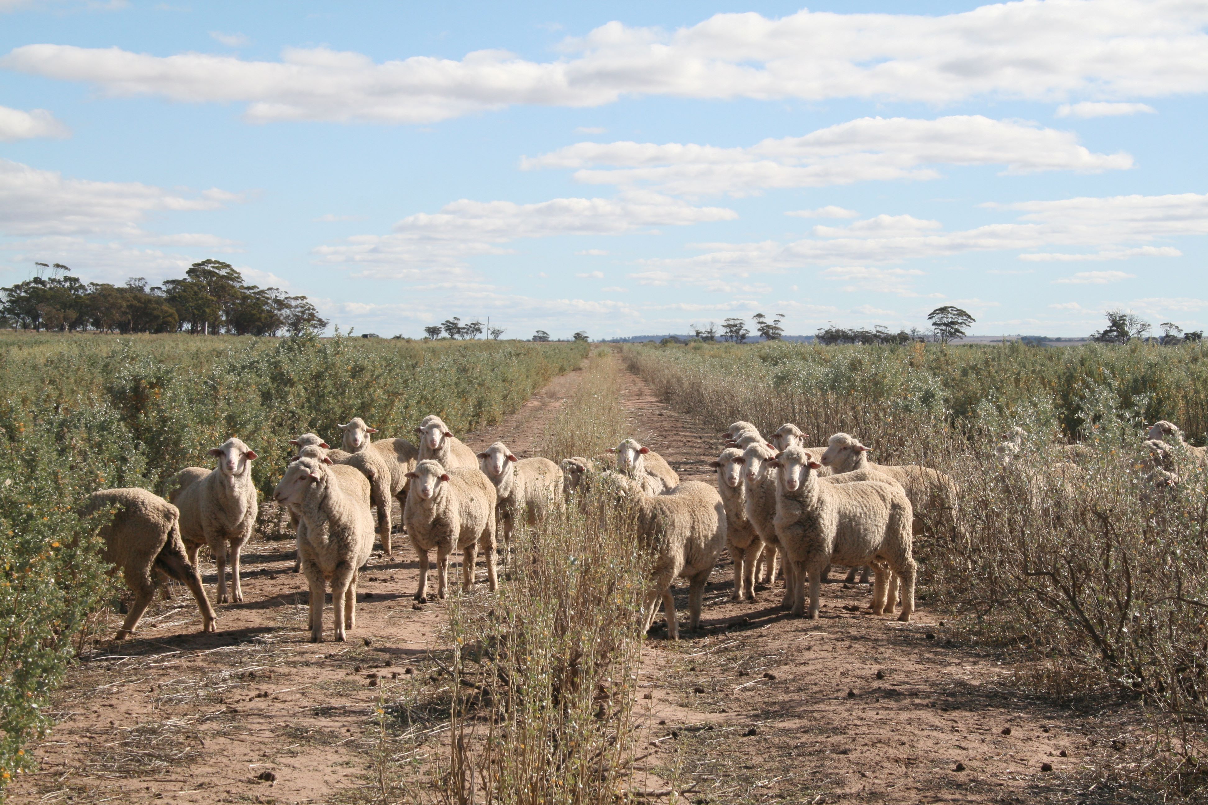 Drought-resilient saltbush variety yielding greater wool and meat ...