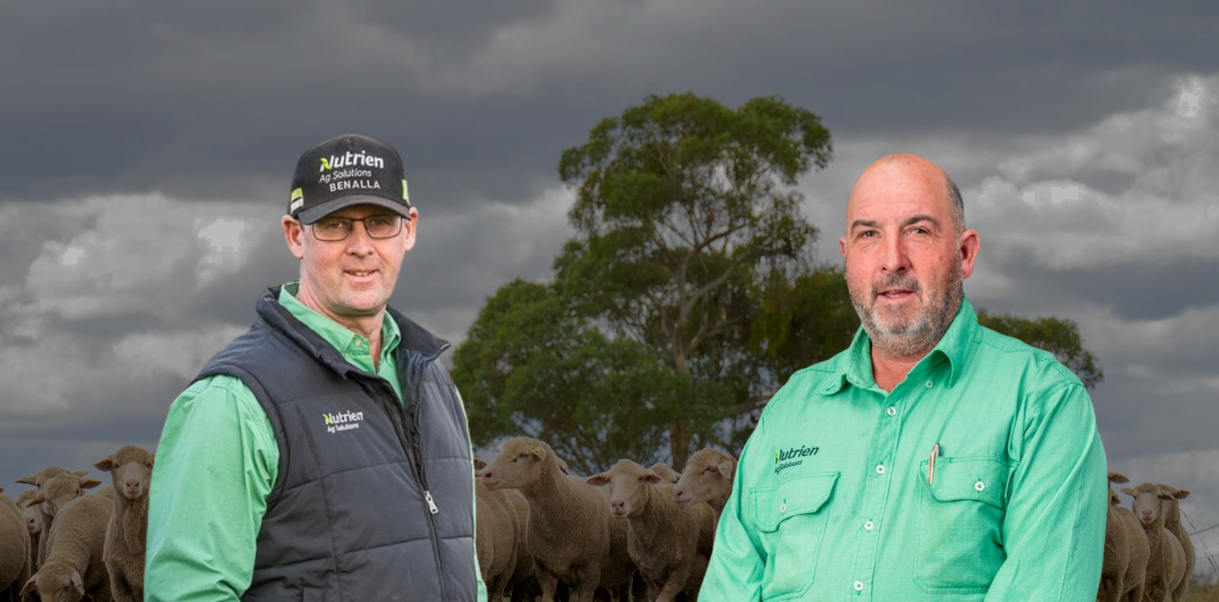 20 years strong: North East Victorian lamb sale thrives as premier ...