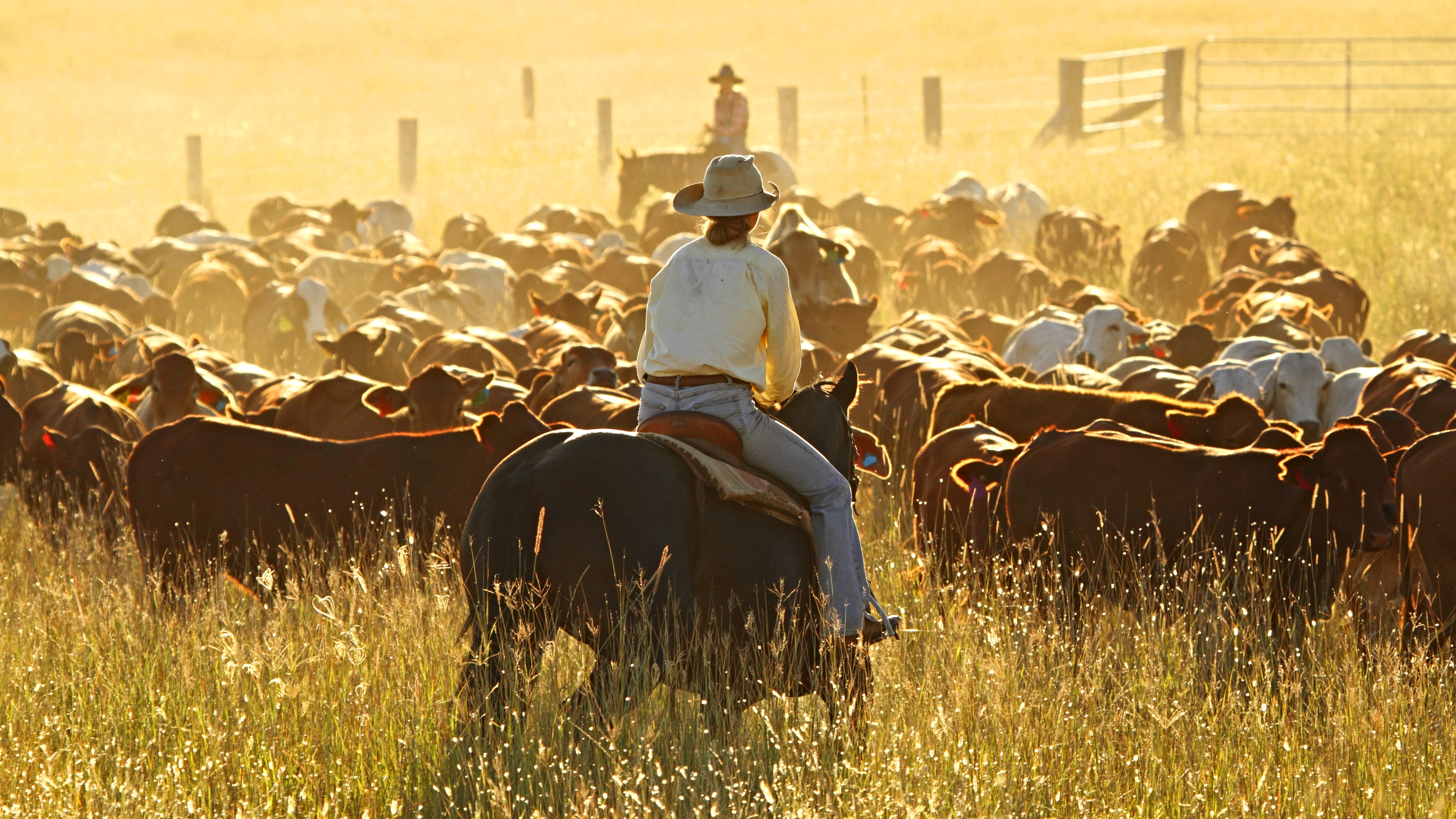 The innovative livestock financier helping producers reach full capacity