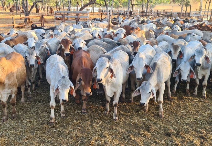 “Click-&-Collect” – Measuring Online Cattle Supply and Demand