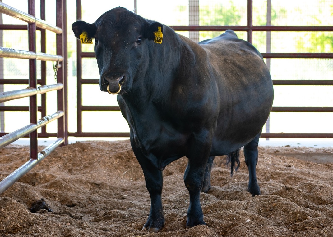 How Peak Genetics creates peak performing bulls