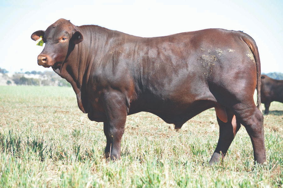 Stud cattle sale results: September 14 to 20