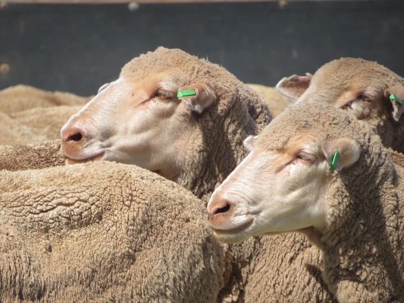 NSW sheep producers to get discounted eID tags