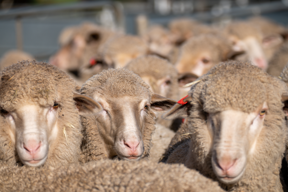 Senate 'showdown' anticipated after ban on live sheep exports clears ...