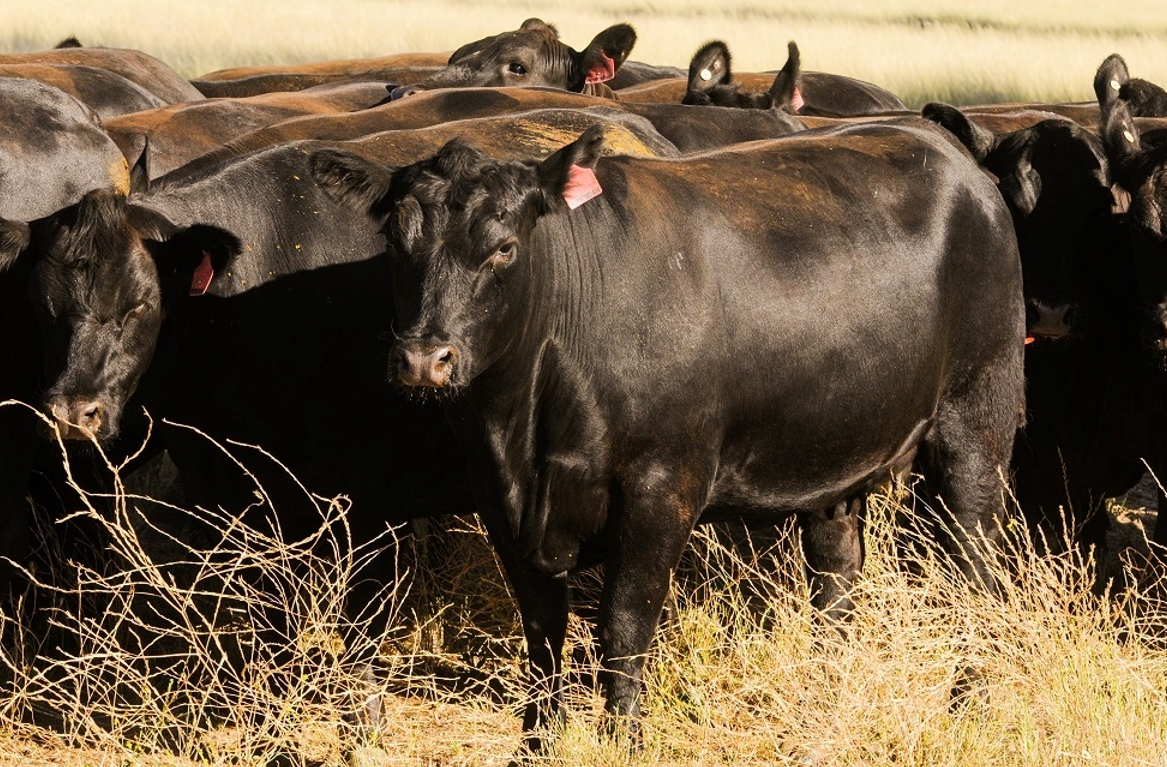 Caution, Awareness & Frustration – a snapshot of the Australian cattle ...