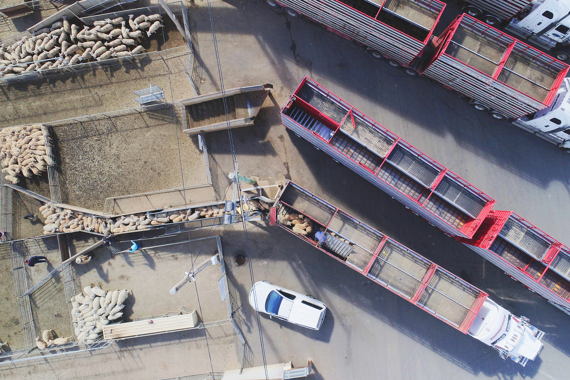 Producers and agents fear privatisation of Dubbo saleyards