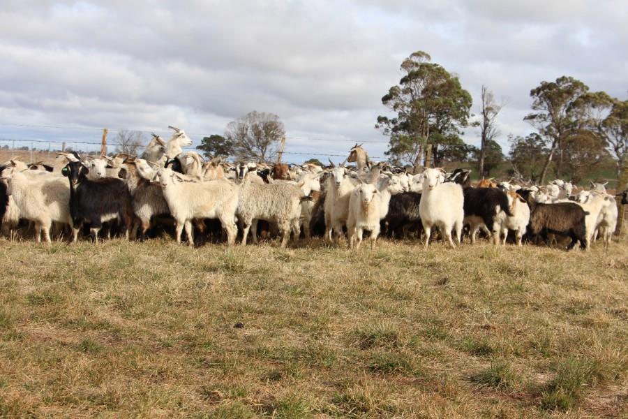 AuctionsPlus Goat Markets “Bringing In The Big Bucks”